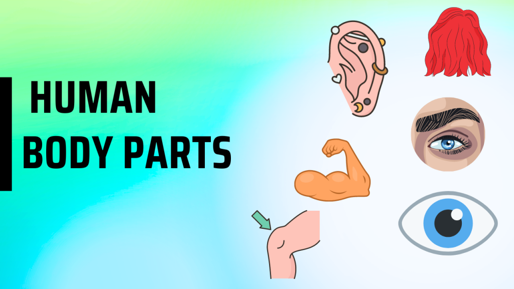 body parts names Archives - ENGLISH4ALL