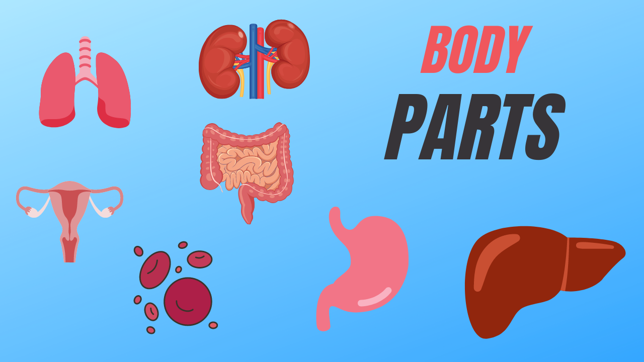Body Parts - ENGLISH4ALL